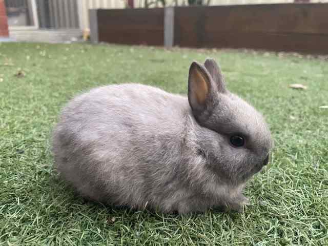 Netherland Dwarf baby 🐰 | Rabbits | Gumtree Australia Hume Area ...