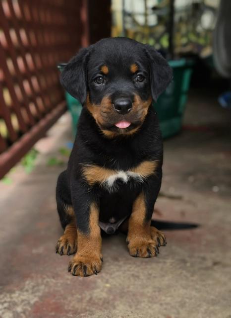 purebred rottweiler puppy | Dogs & Puppies | Gumtree Australia Ipswich ...