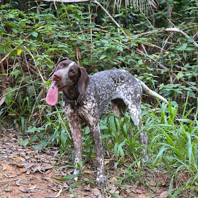 Lost two pointers-GSP & GWP | Lost & Found | Gumtree Australia Inverell Area - Sapphire | 1335812854