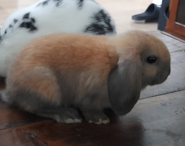 Mini lop baby rabbits $200 each only couple males left | Rabbits ...