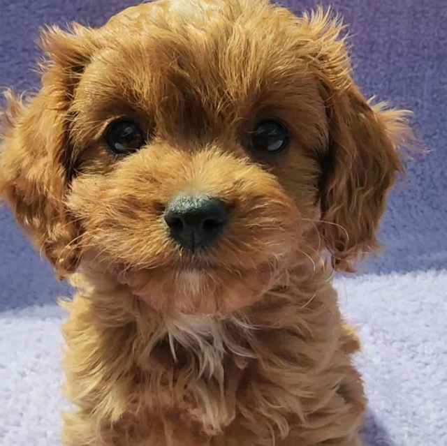 Cavoodle (cavalier KC x teacup poodle) | Dogs & Puppies | Gumtree ...
