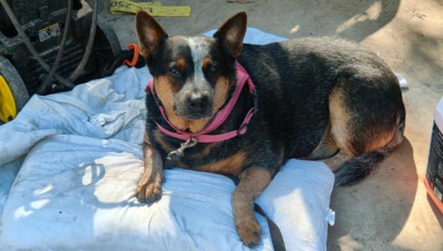 Bailey - Soquilichi Rescue Ranch | Dogs & Puppies | Gumtree Australia ...