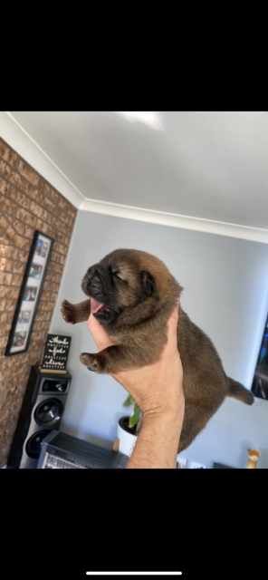 4 chow chows available | Dogs & Puppies | Gumtree Australia Lake ...