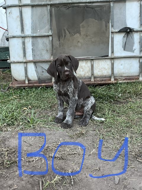 Gsp/Gwp puppies | Dogs & Puppies | Gumtree Australia East Gippsland - Orbost | 1331187234