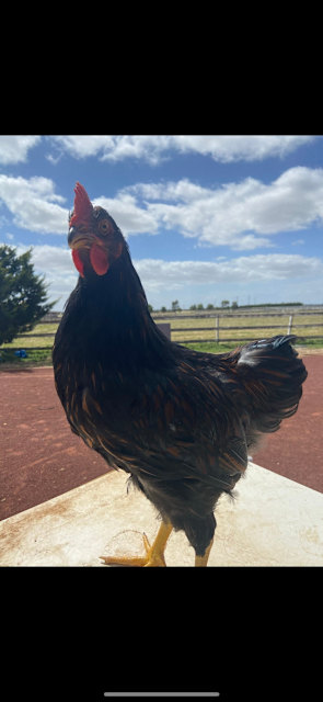 Pure breed roosters Wyandotte Sussex Barnevelder big | Livestock ...