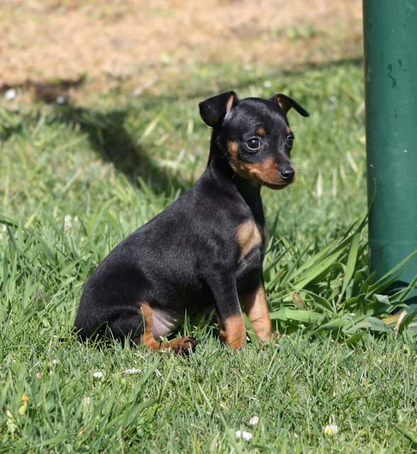 Miniature Pinscher Puppy | Dogs & Puppies | Gumtree Australia Meander ...