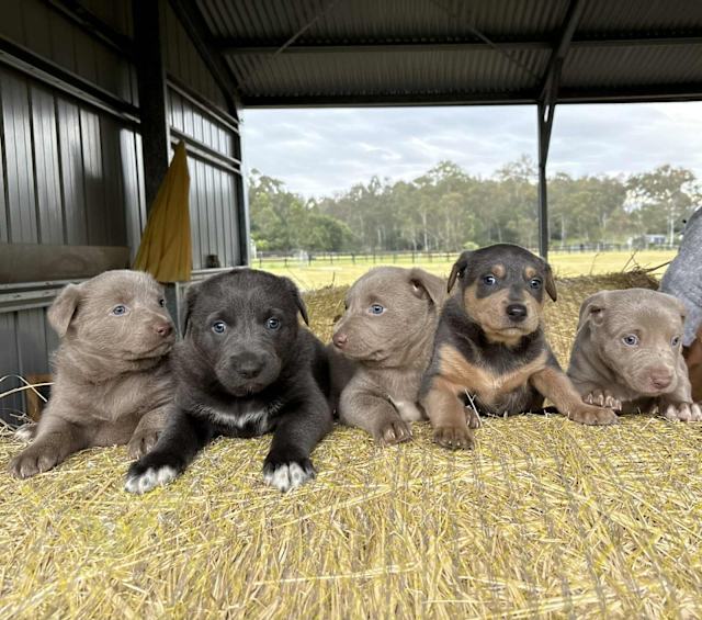 pure bred kelpie puppies silver | Dogs & Puppies | Gumtree Australia ...