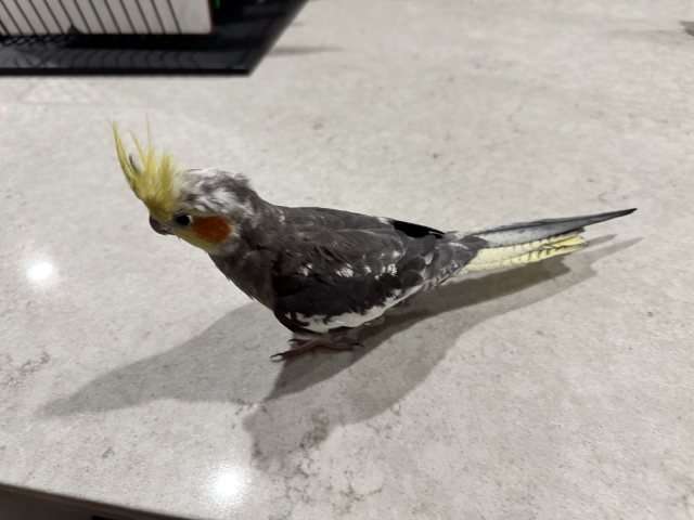 Weiros & Baby Canaries | Birds | Gumtree Australia Canning Area ...