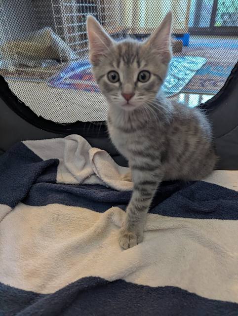 Mikey - KITTEN KAPERS RESCUE | Cats & Kittens | Gumtree Australia ...