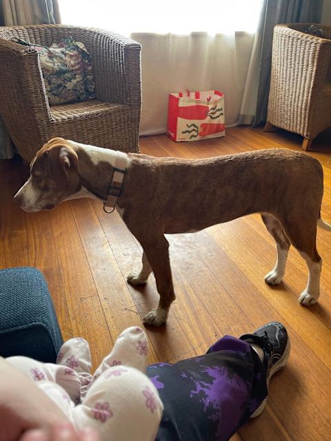 Im selling patches my great Dane cross stuffy six month old puppy ...