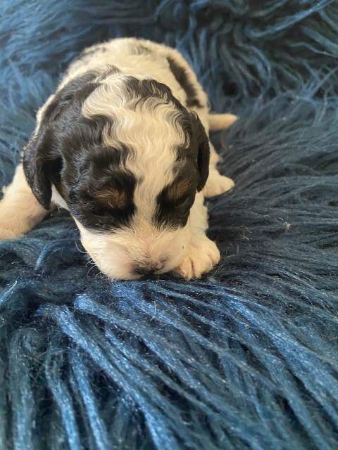 3 toy Cavoodle babies | Dogs & Puppies | Gumtree Australia Guyra Area ...