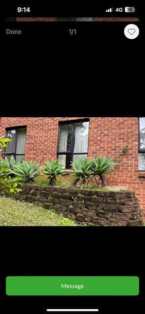Agave 50 cm diameter $5 each - Plants in Beecroft NSW | Gumtree Australia
