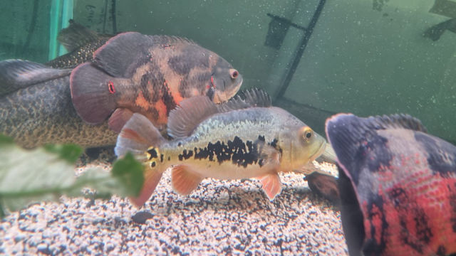 Murray Cod and Peacock Bass | Fish | Gumtree Australia Brisbane North ...