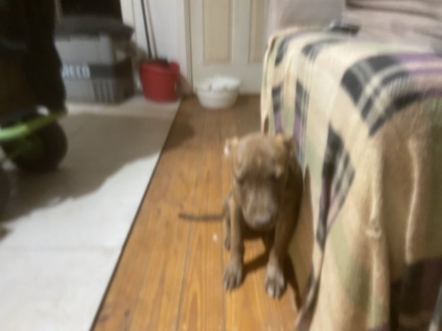 American stuffy pups | Dogs & Puppies | Gumtree Australia Playford Area ...