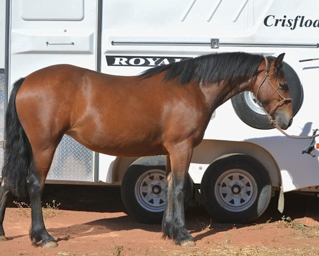 Stunning gypsy cob cross filly | Horses & Ponies | Gumtree Australia ...
