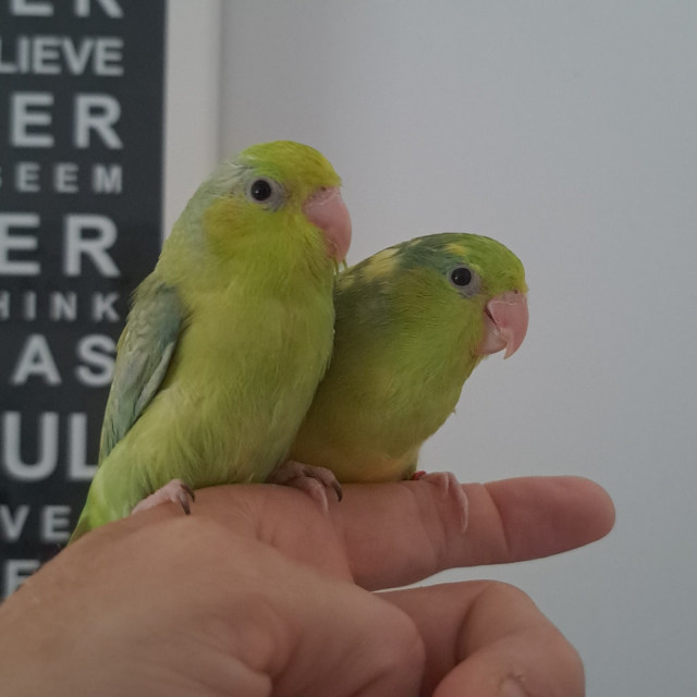 Hand raised and very tame Parrotlets/ pocket parrots | Birds | Gumtree ...