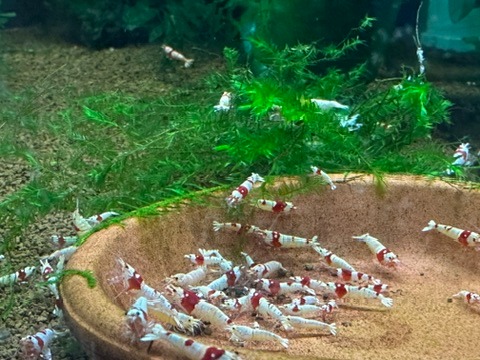 caridina shrimp - blue bolts, galaxy, blue dragons, crs, pbl | Fish ...