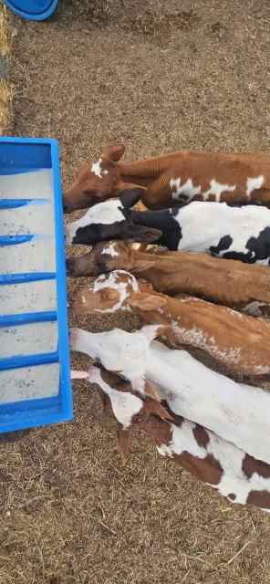 Dairy Bull Calves | Livestock | Gumtree Australia New South Wales ...