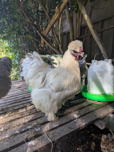 lovely backyard chook | Livestock | Gumtree Australia Newcastle Area ...
