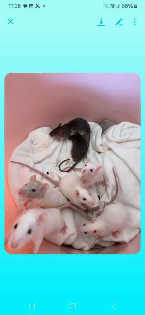 Baby rats for sale! lovingly hand raised babies, healthy and socialise ...