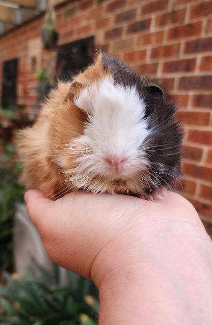 Baby Mini Yak - sheba - guinea pig babies | Other Pets | Gumtree ...