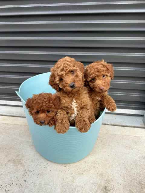 PUREBRED RUBY RED CAVOODLE | Dogs & Puppies | Gumtree Australia ...
