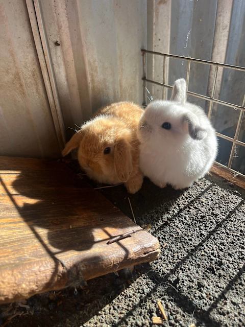 Mini lop rabbits | Rabbits | Gumtree Australia Gilgandra Area ...