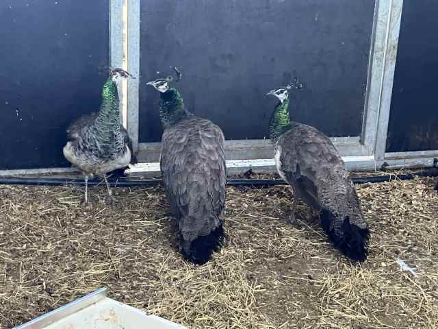 Mixed farm animals goats, sheep,peahens,geese, cows | Livestock ...