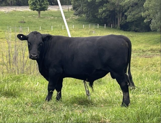 Angus bull | Livestock | Gumtree Australia Bellingen Area - Bellingen ...