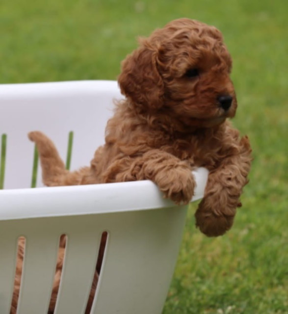 Cavoodle puppies | Dogs & Puppies | Gumtree Australia Wattle Range Area ...