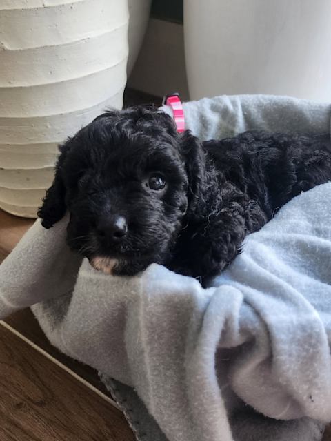 Female Cavoodle Puppy First Gen | Dogs & Puppies | Gumtree Australia ...