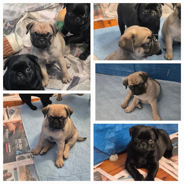 Pure Bred Pug puppies ready for there new loving homes | Dogs & Puppies ...