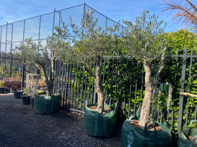 Verdale De IHrault French Olive Trees in 400L Bags - Plants in Camden ...