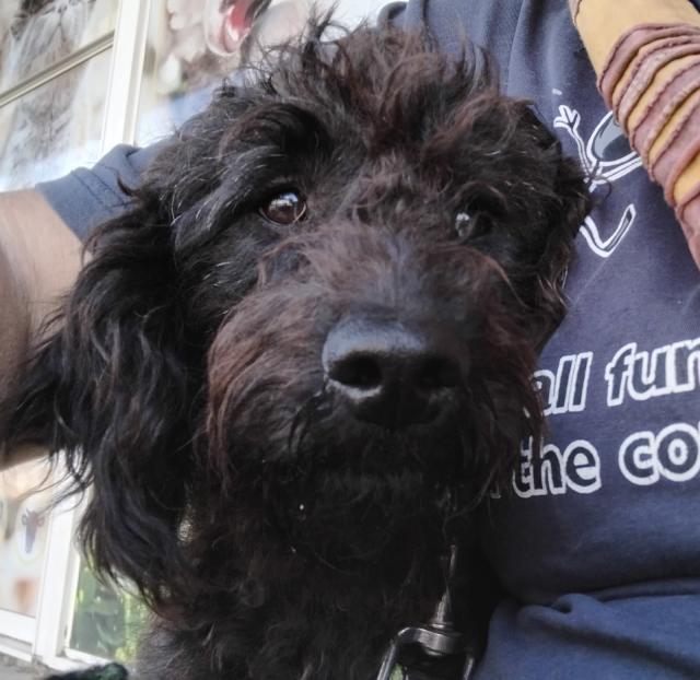 11mth old Labradoodle x Toy Poodle Pups | Dogs & Puppies | Gumtree ...