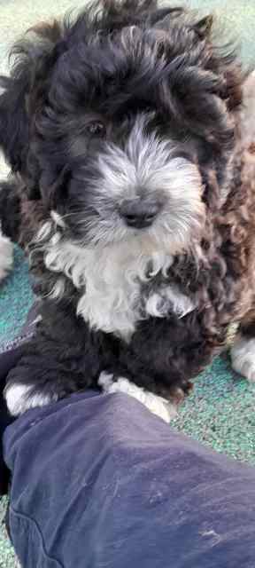 Schmoodles, Toy Poodle x Maltese Shih tzu | Dogs & Puppies | Gumtree ...