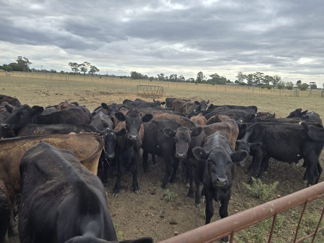 Angus Cross weaners calves | Livestock | Gumtree Australia Campaspe ...