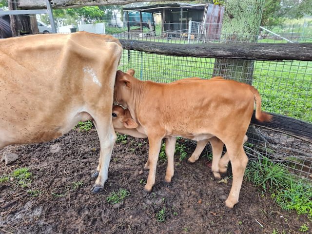 Jersey House Foster cow | Livestock | Gumtree Australia Gladstone ...