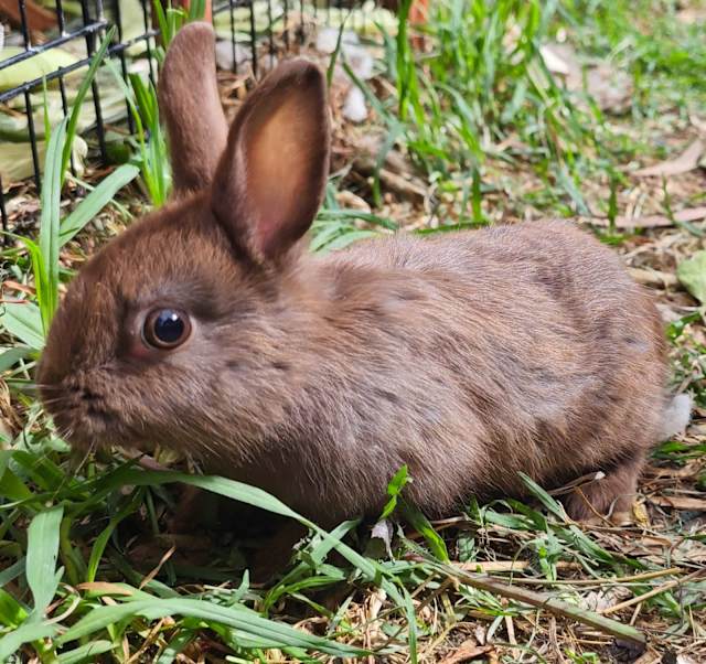 Adorable Netherland Dwarf Bunnies for Sale | Rabbits | Gumtree ...