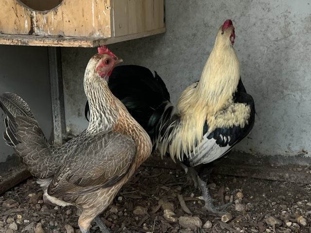 OLD ENGLISH GAME Bantams duckwing and Wheaton | Livestock | Gumtree ...