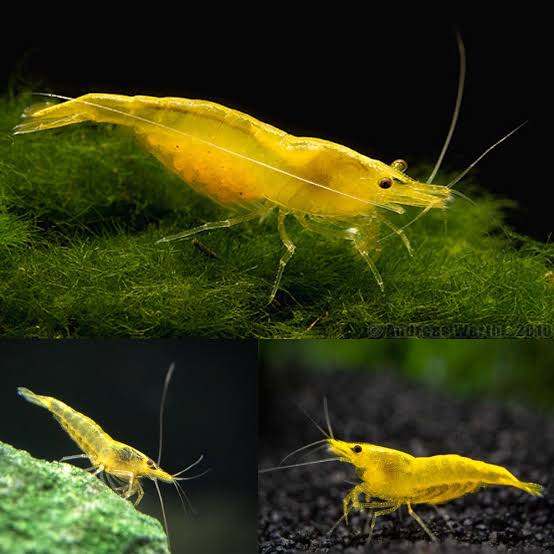 yellow and blue cherry shrimp, various fish | Fish | Gumtree Australia ...