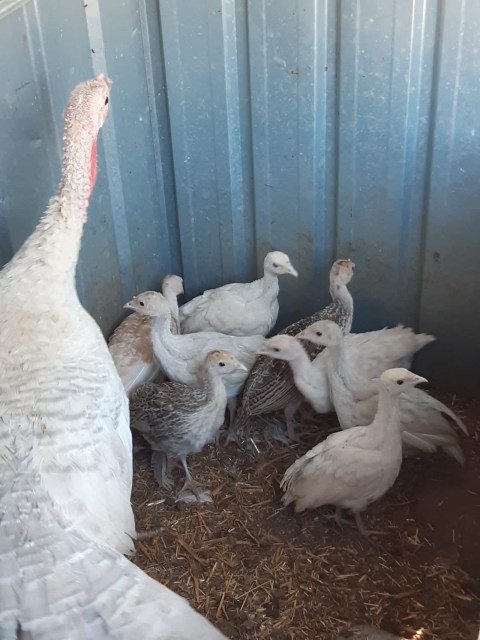 Breeding turkey pair Slate, Gander, Pied Guinea Fowl, 9wk old Poults ...