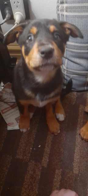 rotti x kelpie puppies | Dogs & Puppies | Gumtree Australia Swan Area ...