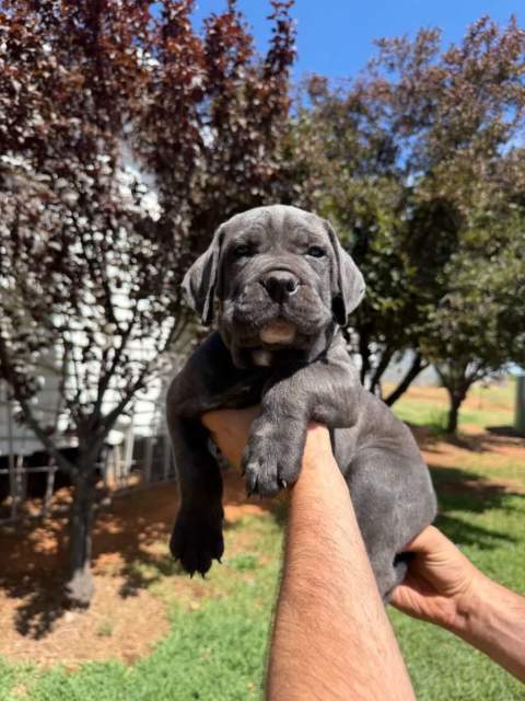 Pure breed Cane Corso Puppies | Dogs & Puppies | Gumtree Australia ...