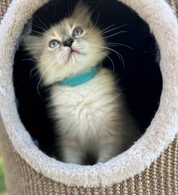 Pure Breed Ragdoll Kitten - Blue Lynx - Ready Now - 1 Little Boy Left ...