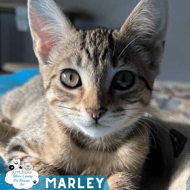 Marley Needs A Silver Lining | Cats & Kittens | Gumtree Australia Pine ...