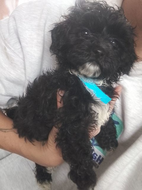 Shih Tzu x toy poodle | Dogs & Puppies | Gumtree Australia Latrobe ...