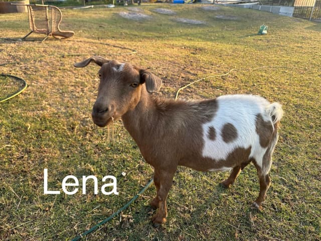 Pygmy x Australian mini doe goats | Livestock | Gumtree Australia ...