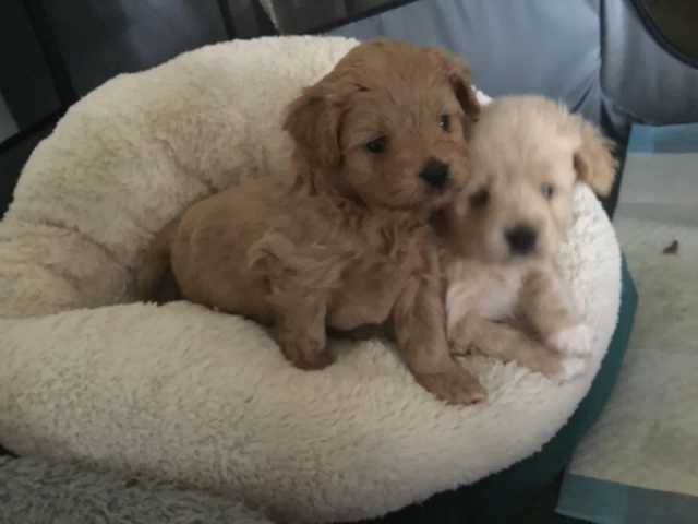 CUTE AS…CHEEKY Tiny Fluffy Teacup Cavoodle (non shedding 4 kg ) | Dogs ...