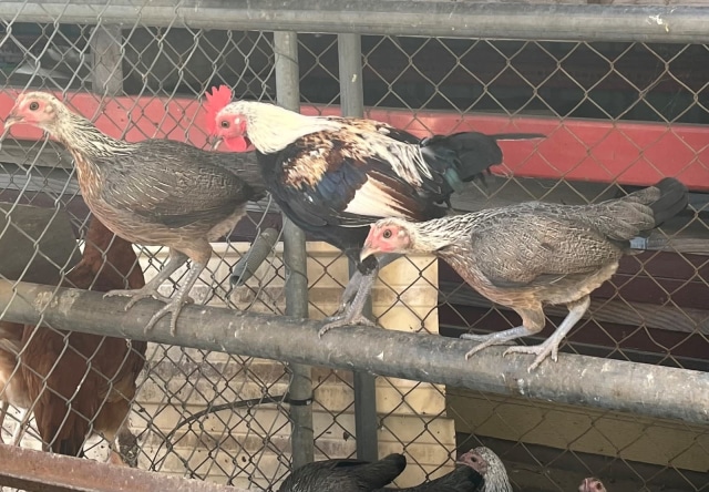 Old English Game Bantams | Livestock | Gumtree Australia Mitchell Area ...