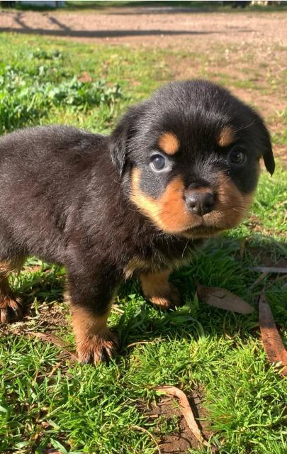 BEAUTIFUL ROTTWEILER PUPPIES 🥰 | Dogs & Puppies | Gumtree Australia ...